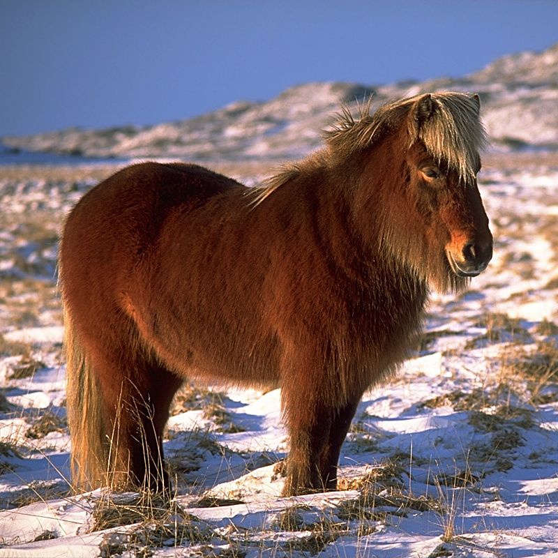 Den islandske hest – et undervisningsmateriale til naturteknologi ...